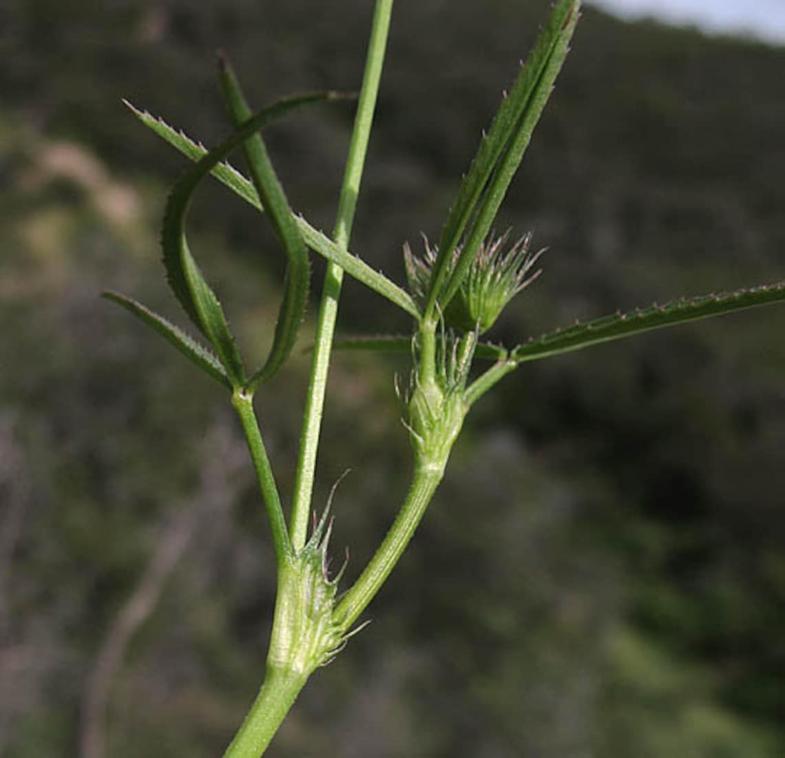 Tomcat Clover seeds Trifolium willdenovii native west | Etsy