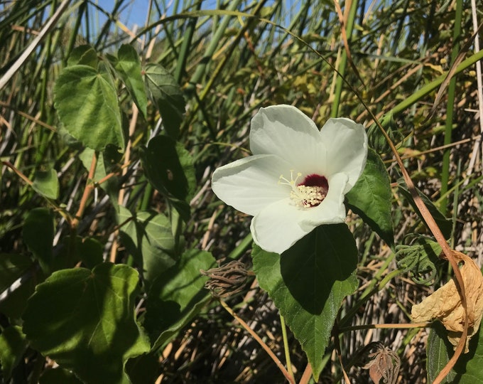 Wooly Rose Mallow Hibiscus Lasiocarpos Var. Occidentalis Rare ...