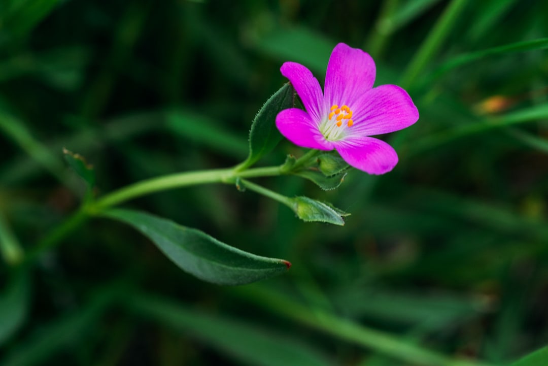 Red Maids Calandrinia Menziesii California Native Wildflower Seed - Etsy