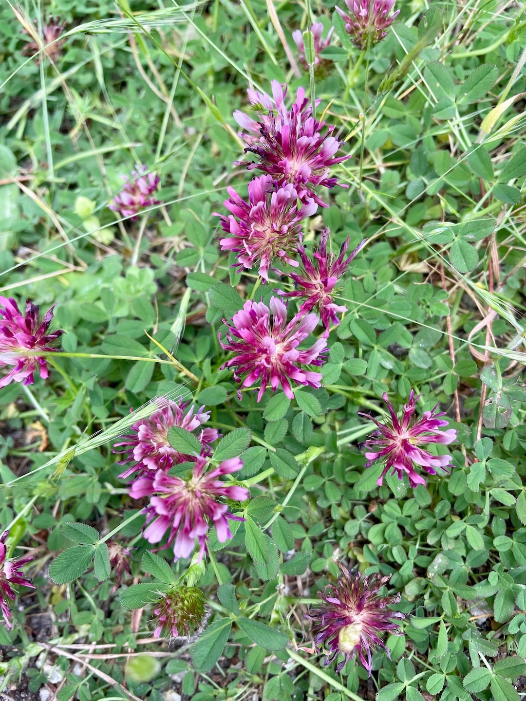 Springbank Clover Trifolium Wormskioldii Rare Native Perennial ...