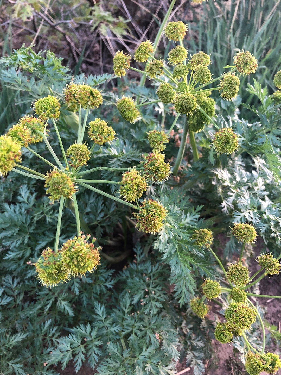 Fernleaf Biscuitroot Lomatium Dissectum Native Plant Seeds - Etsy