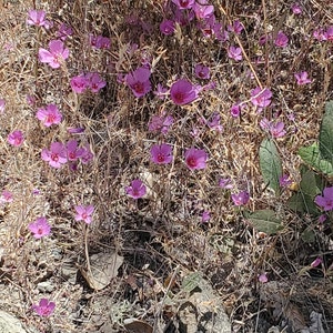 Clarkia Rubicunda Ssp Blasdalei Seeds, Ruby Chalice Clarkia, CA Native ...