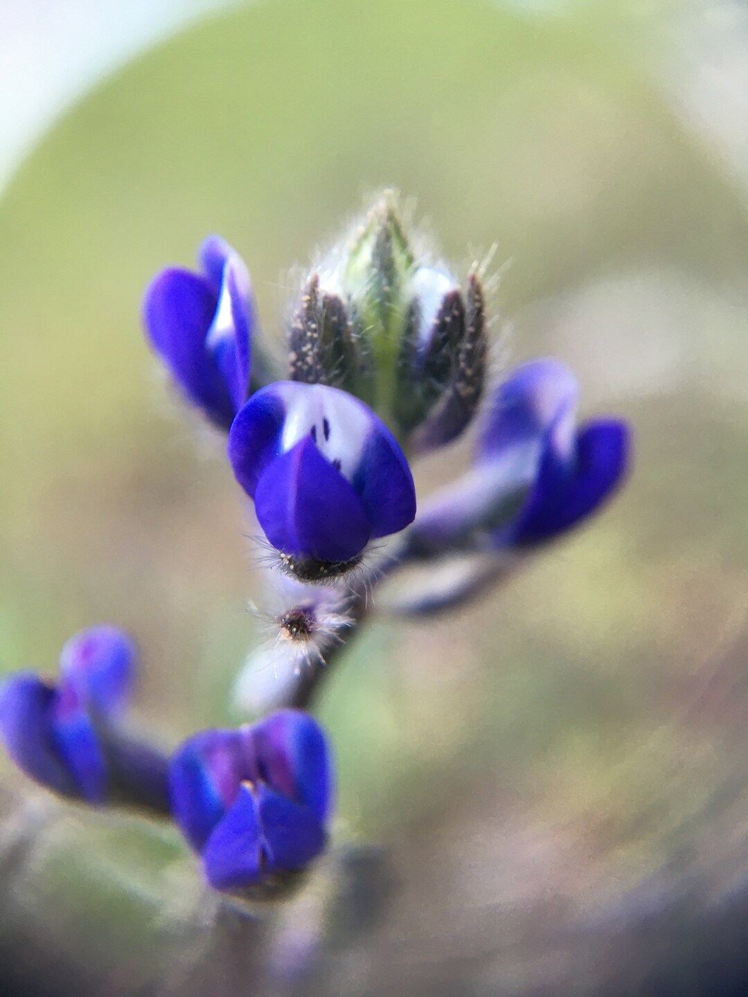 Miniature Lupine Lupinus Bicolor California Native Wildflower Seed - Etsy