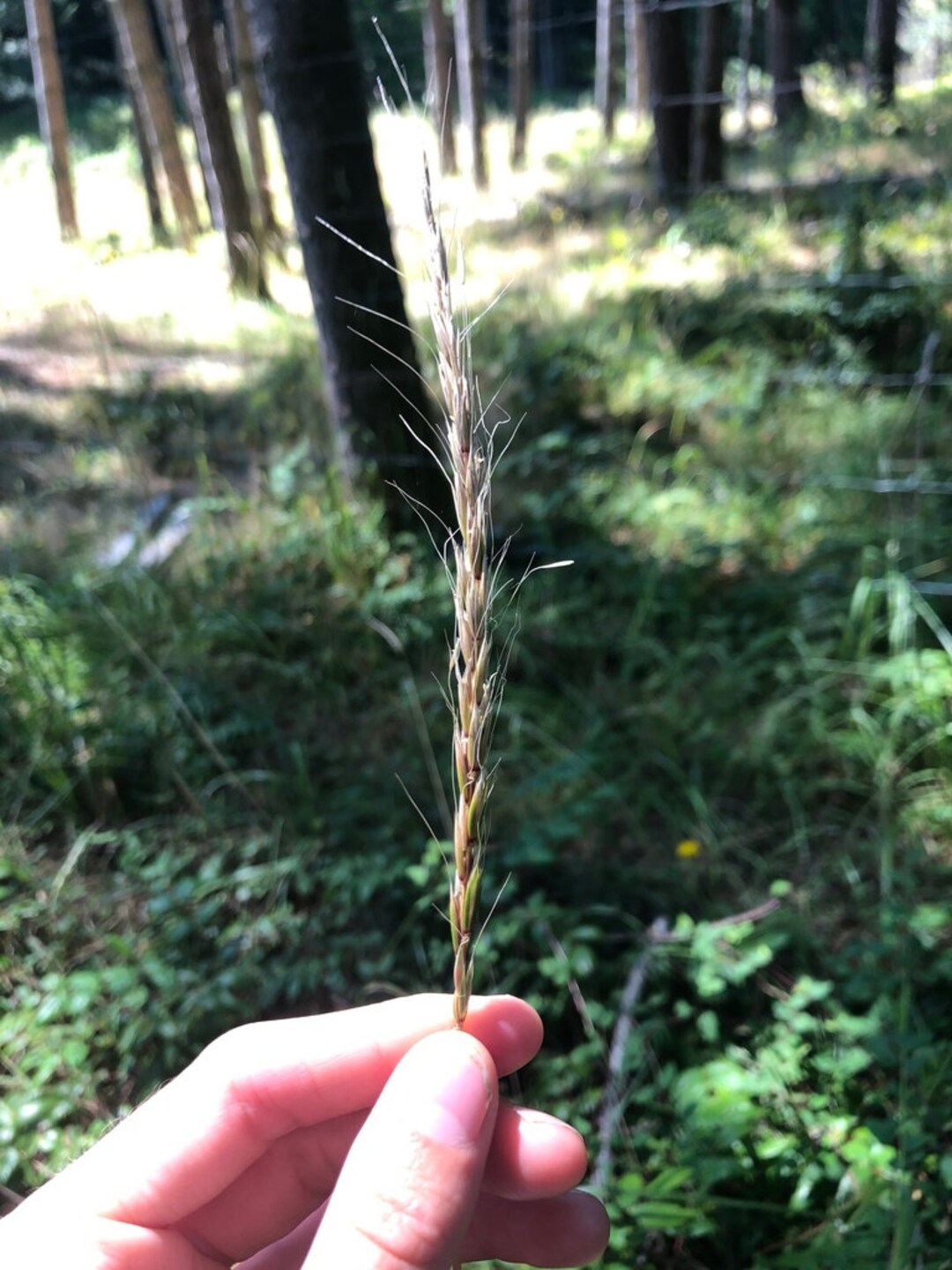 Blue Wildrye Aka Elymus Glaucus Native California Grass Seed - Etsy