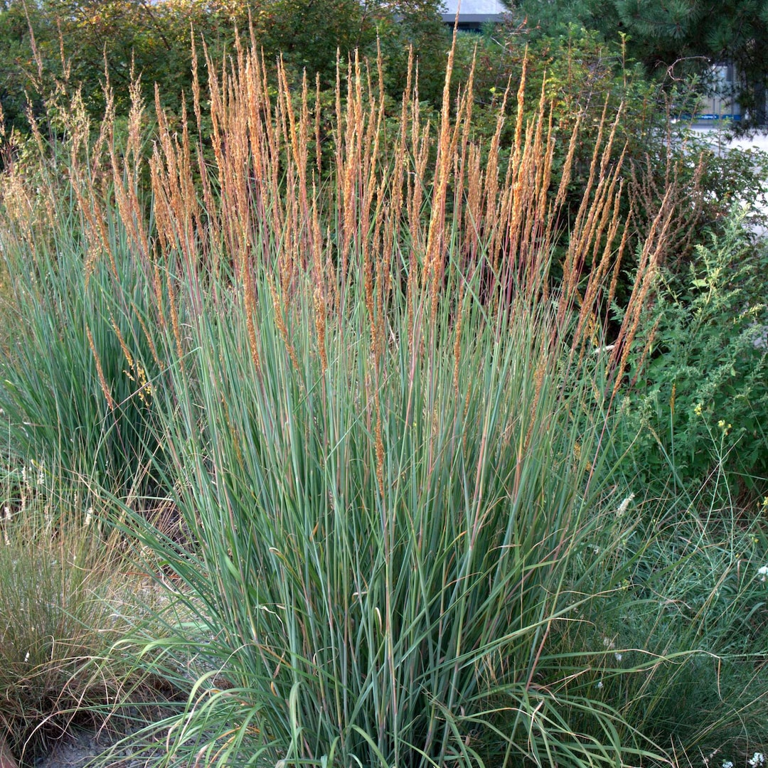 Indiangrass Aka Sorghastrum Nutans Native Prairie Grass Seed - Etsy