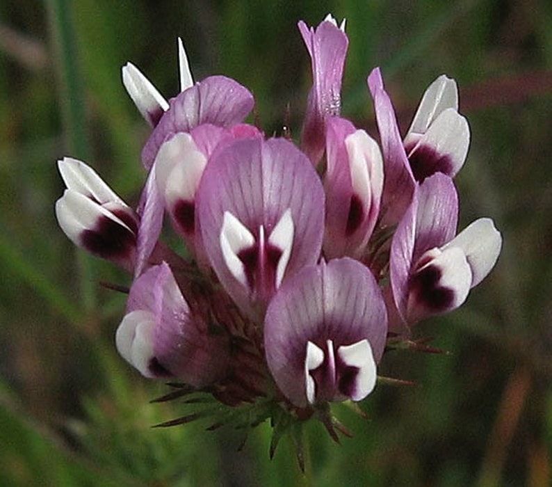 Tomcat Clover seeds Trifolium willdenovii native west | Etsy
