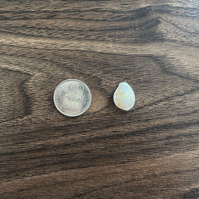 Ultra Rare Hawaiian Rashleigh's Cowry Shell Cypraea Rashleighana - Etsy