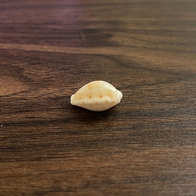 Ultra Rare Hawaiian Rashleigh's Cowry Shell Cypraea Rashleighana - Etsy