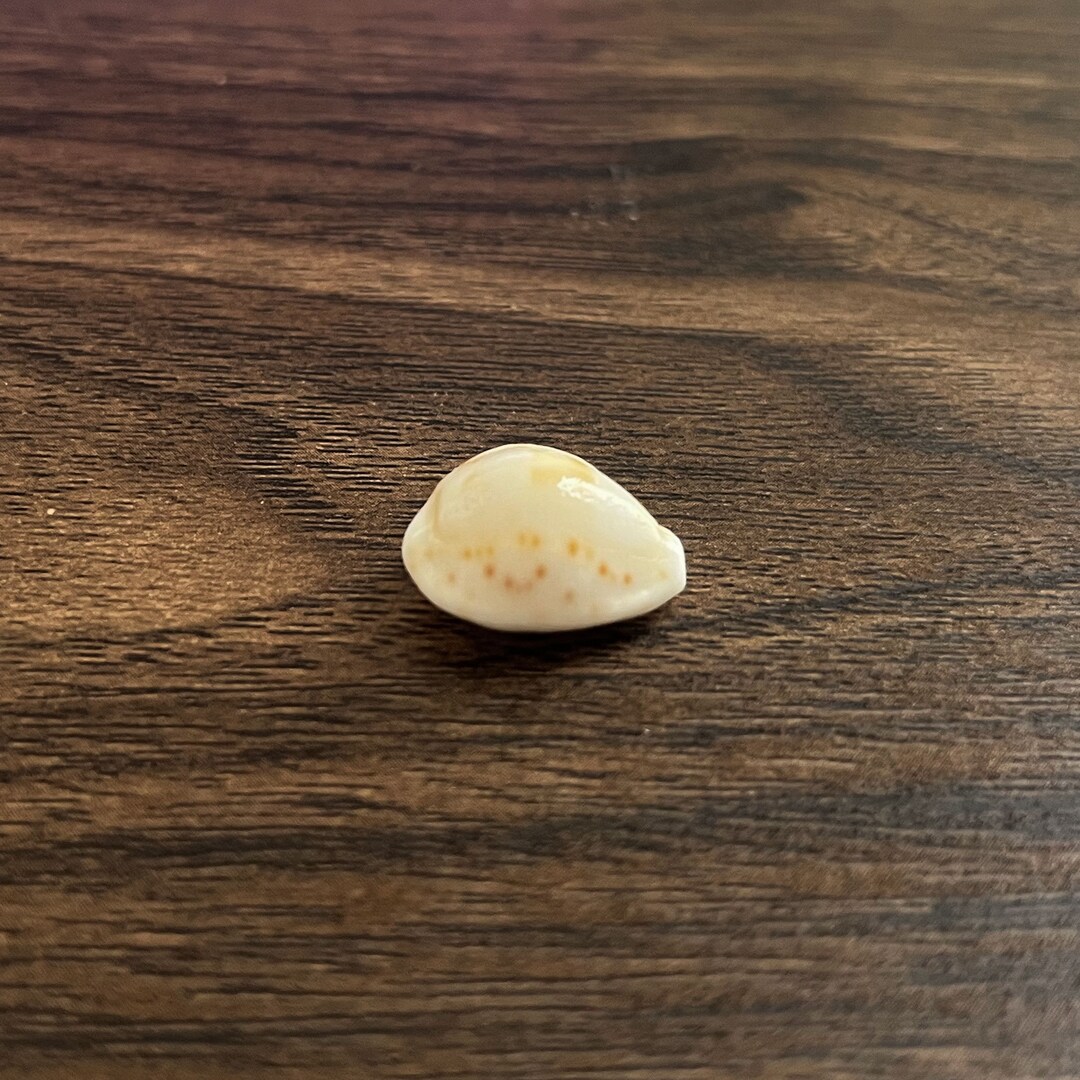 Ultra Rare Hawaiian Rashleigh's Cowry Shell — Cypraea Rashleighana - Etsy