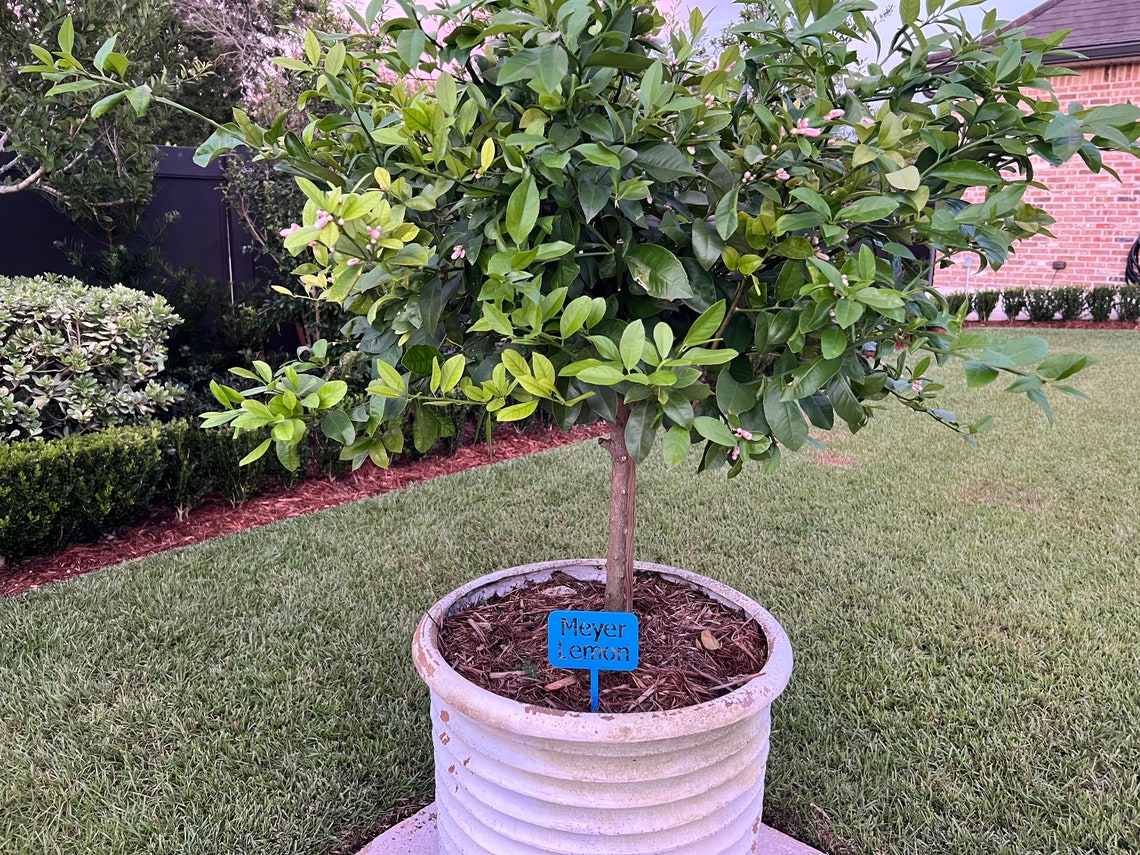 Plant Markers | Citrus Tree Markers | Garden Signs - Etsy