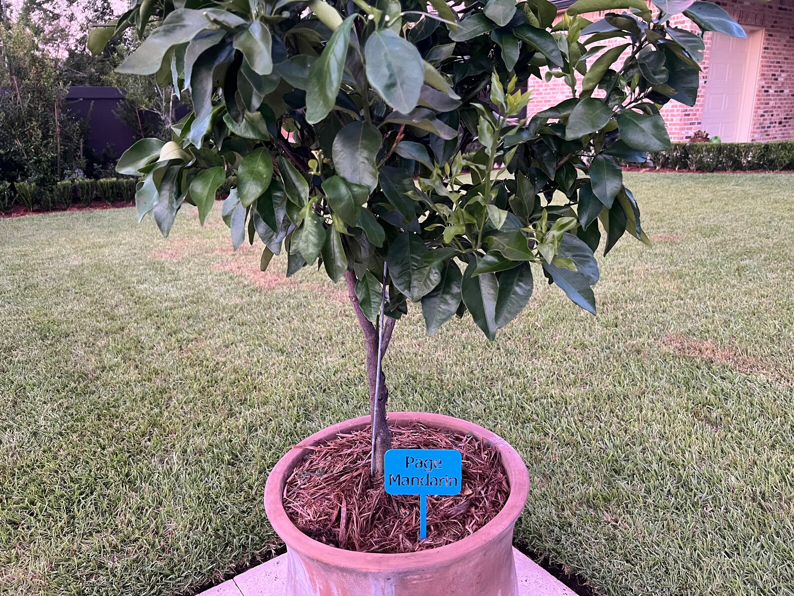 Plant Markers Citrus Tree Markers Garden Signs - Etsy