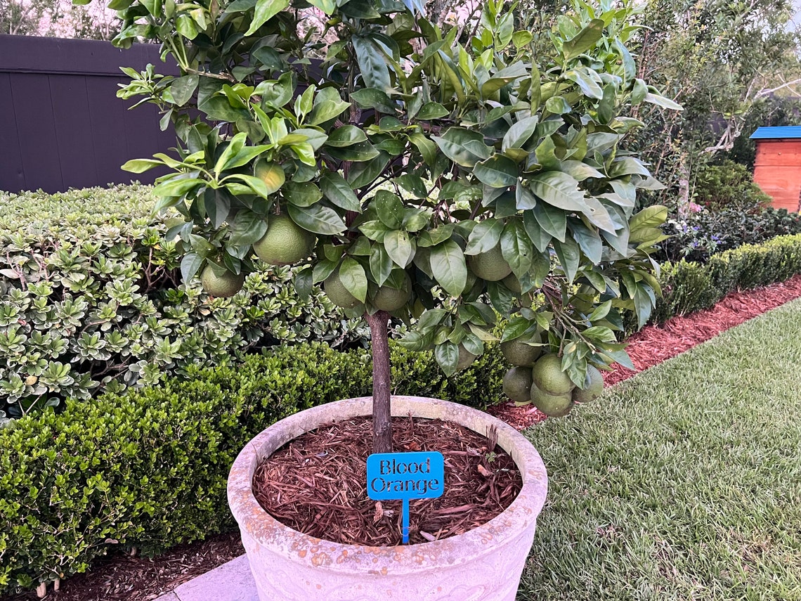 Plant Markers Citrus Tree Markers Garden Signs - Etsy