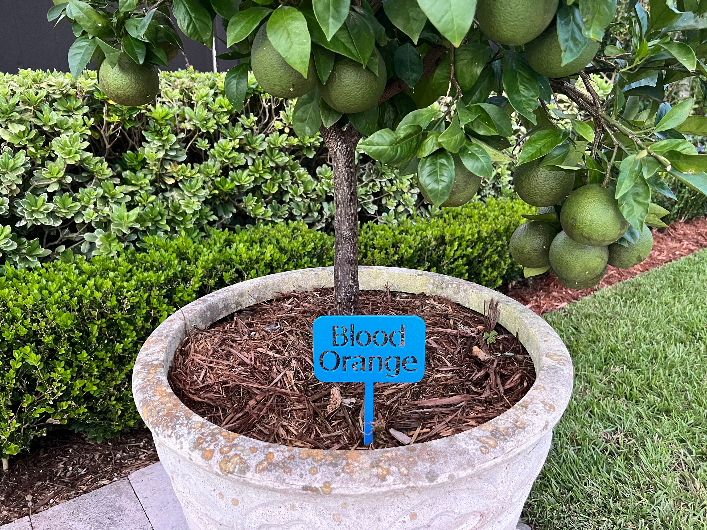 Plant Markers Citrus Tree Markers Garden Signs - Etsy