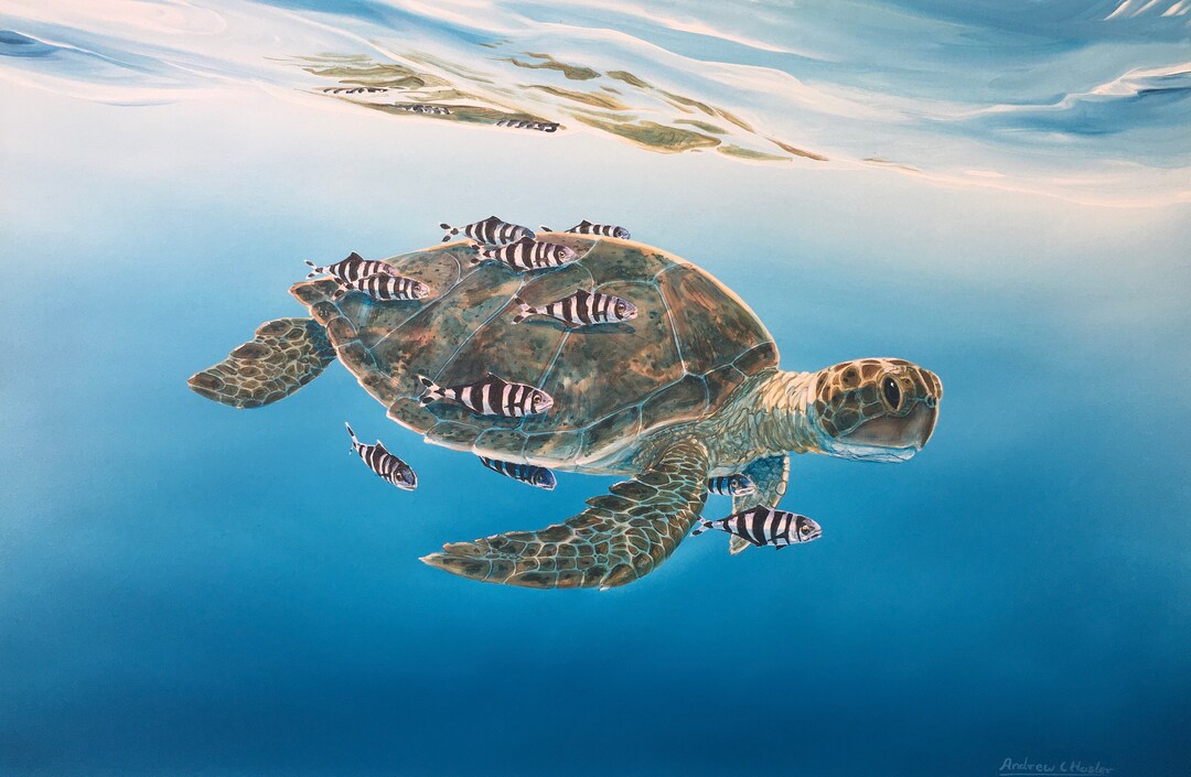 Green Turtle & Pilot Fish - Etsy