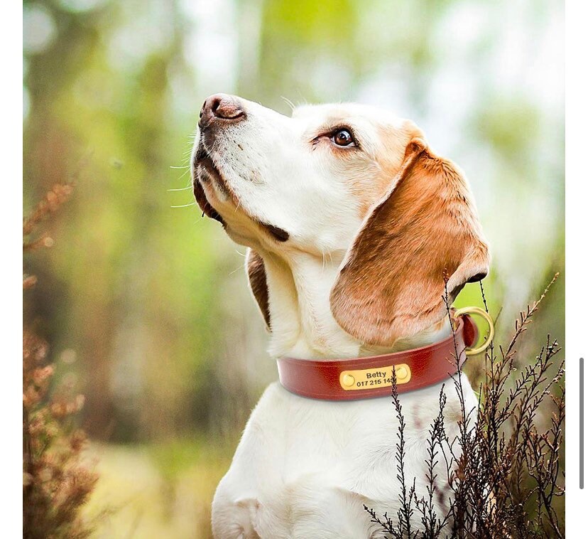 Personalized Leather Dog Collar with Tagid Small Dog Collar | Etsy