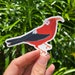 I'IWI BIRD Sticker - Etsy