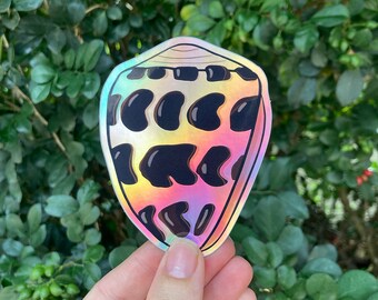 Hebrew Cone Shell - Etsy