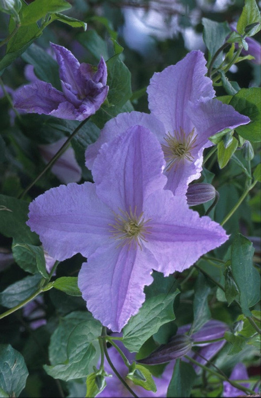 Clematis BLUE ANGEL - Live Potted Perennial Plant - Prolific Free ...