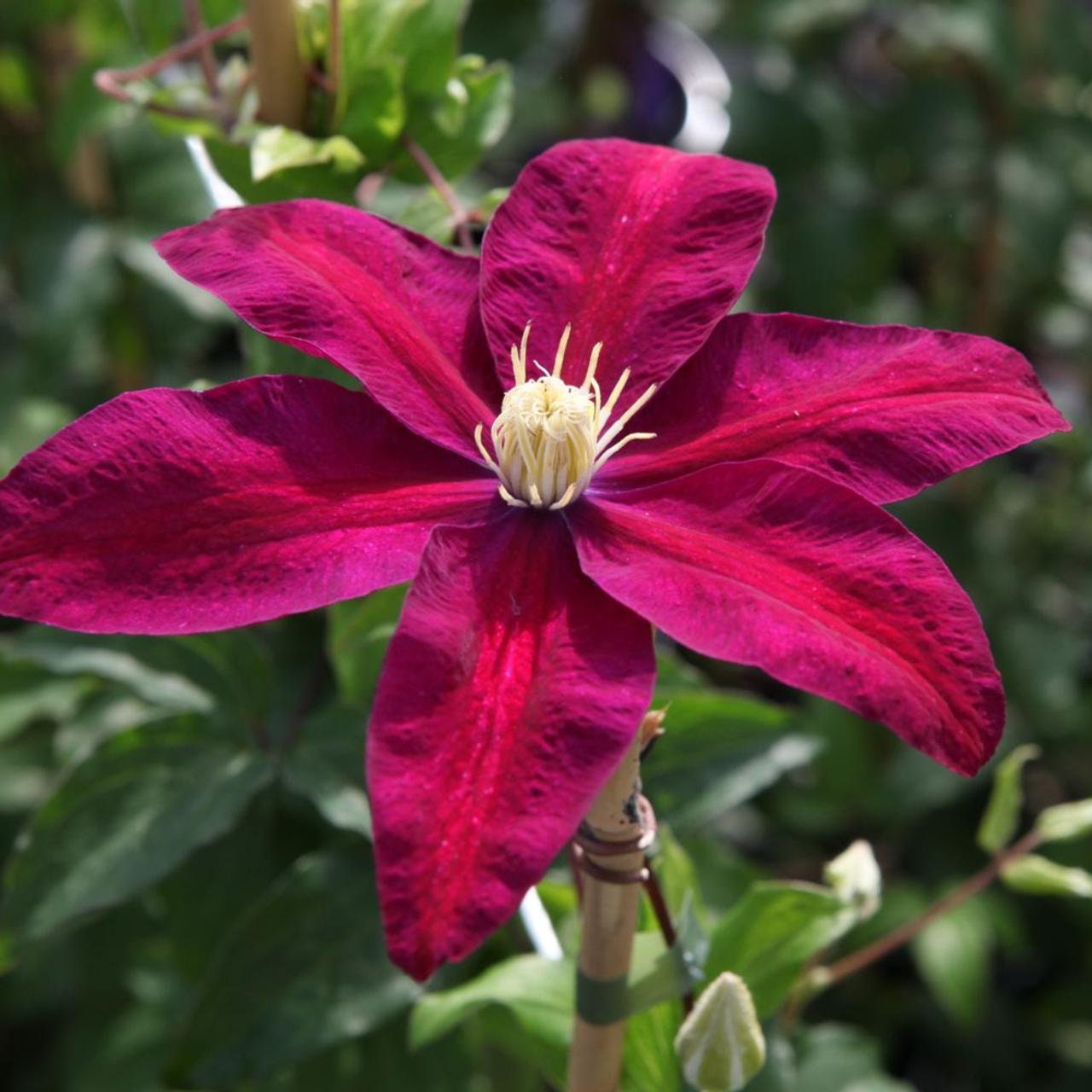Red Clematis