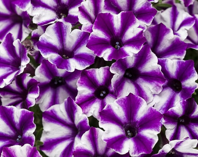 Mini Vista Violet Star Supertunias - Full to Part Sun - (2) Live ...