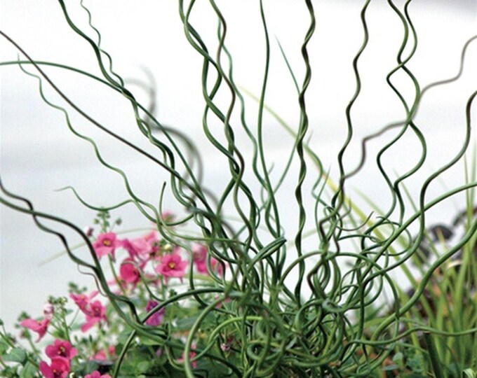 Big Twister Corkscrew Grass - Live Starter Plants - Loves Moist Soil ...