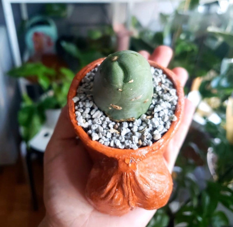 Cocktus planter pot/penis cactus/boobie pot/boob pot/boob | Etsy