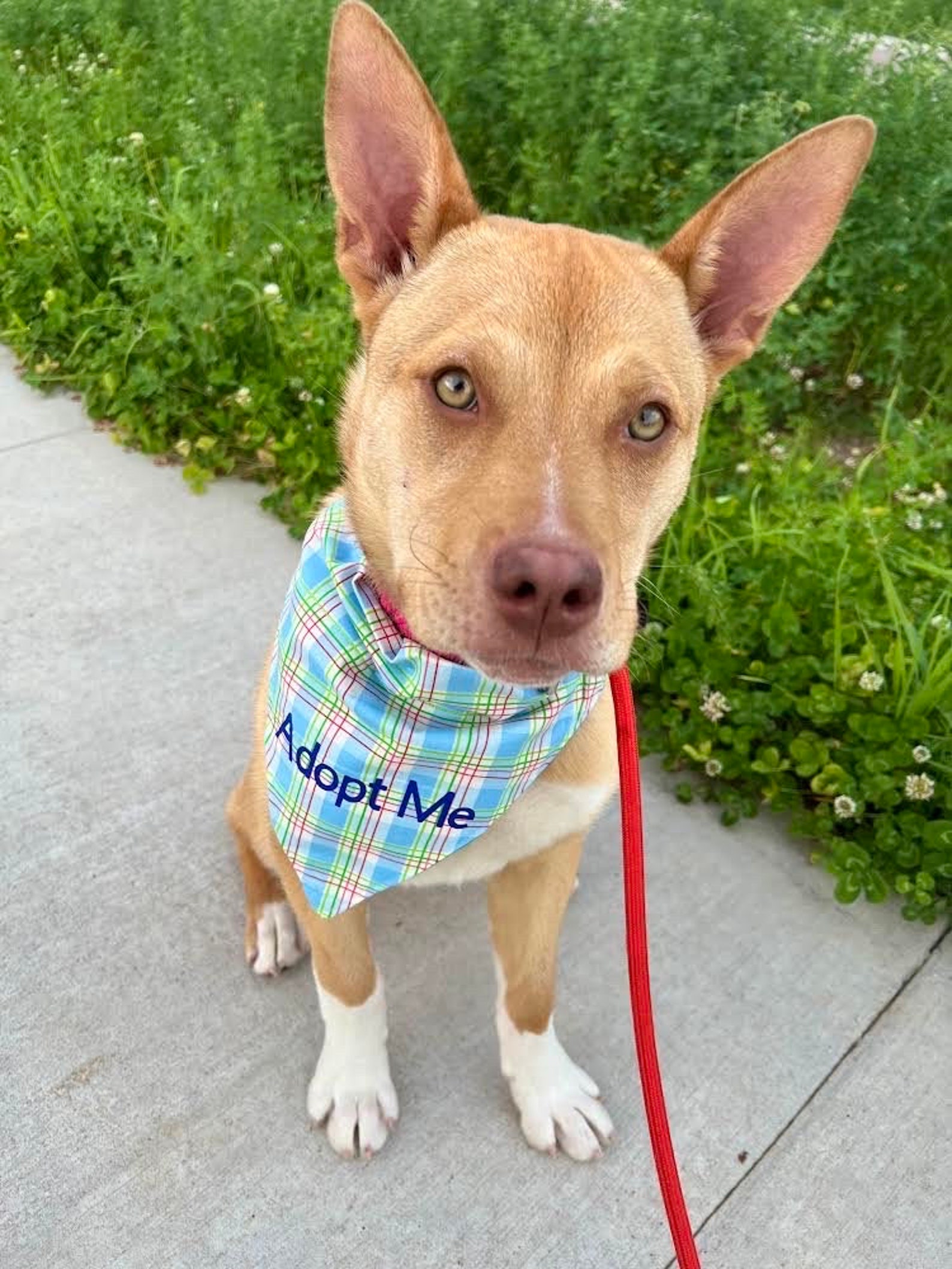 Adopt Me SVG File Pet Adoption Digital Download Rescue Dog SVG - Etsy