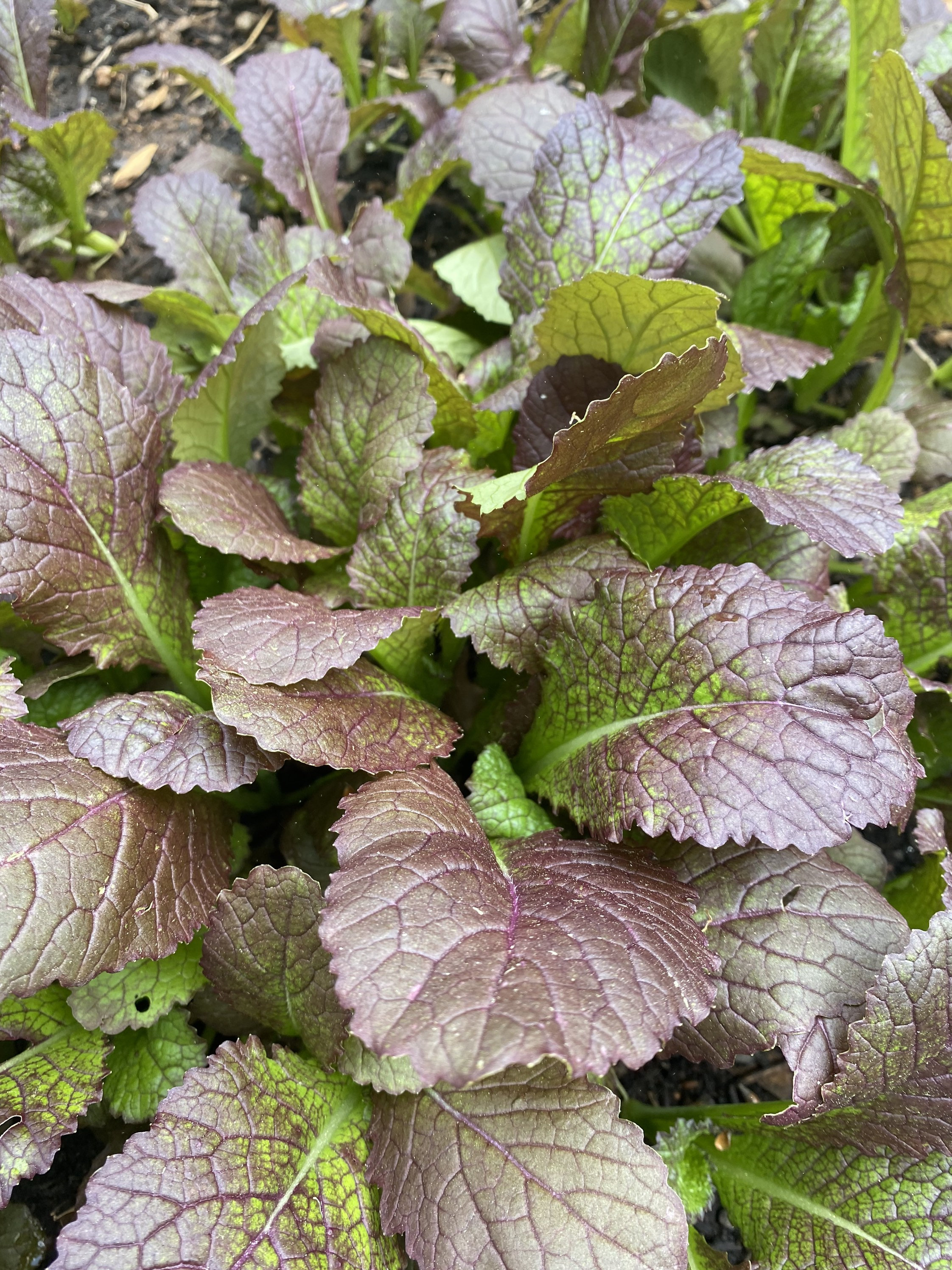 Japanese Giant Red Mustard Green Seeds (100 Seeds) - Etsy
