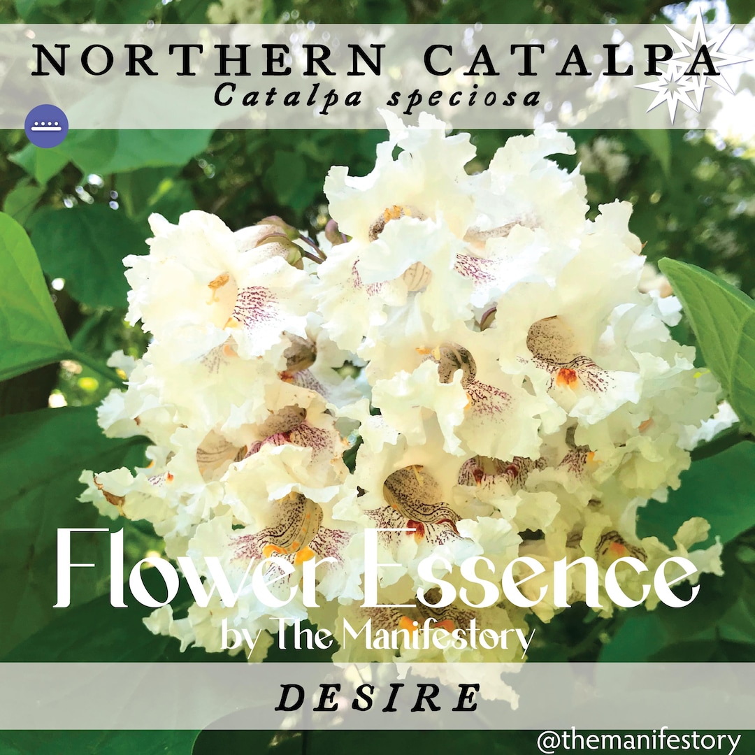 DESIRE * Northern Catalpa Flower Essence * by the Manifestory - Etsy