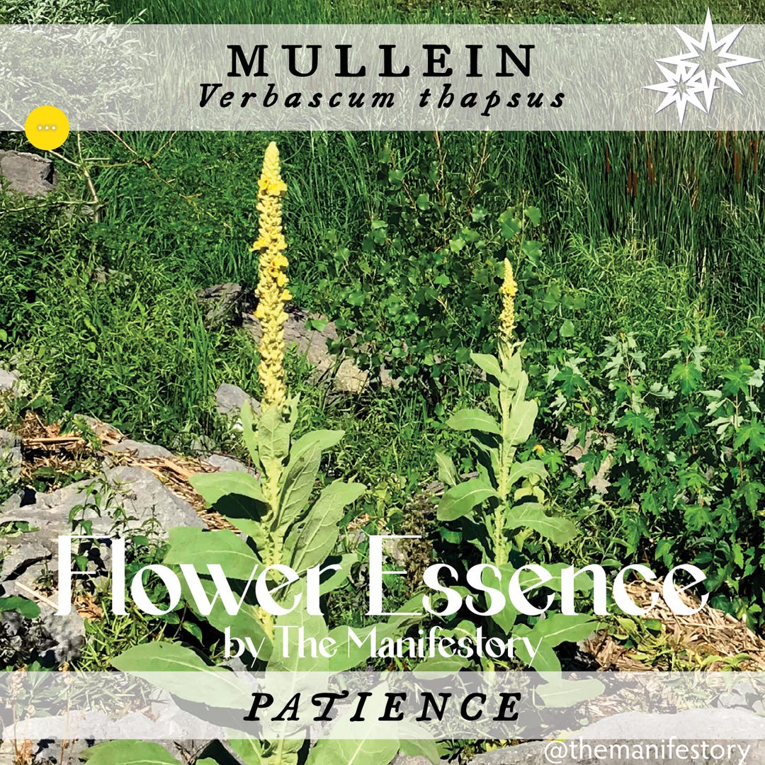 PATIENCE * Mullein Flower Essence * by the Manifestory - Etsy