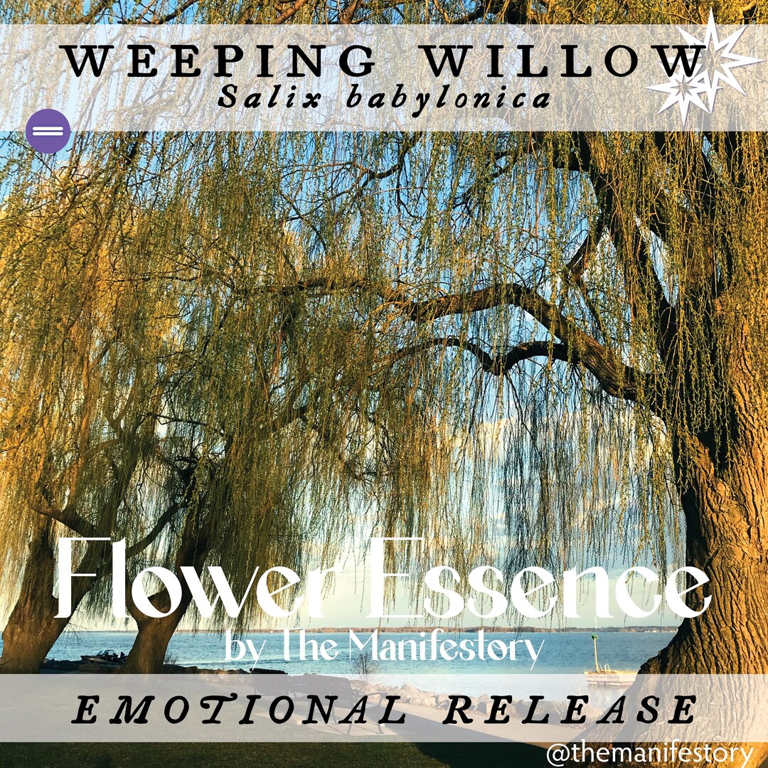 RELEASE * Weeping Willow Flower Essence * Manifest*essences by the ...