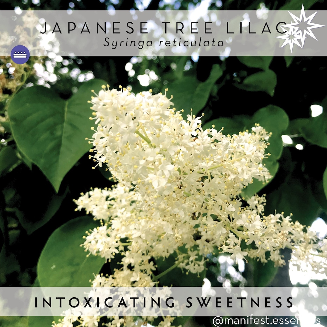 INTOXICATION * Japanese Tree Lilac Flower Essence by Manifest*essences ...