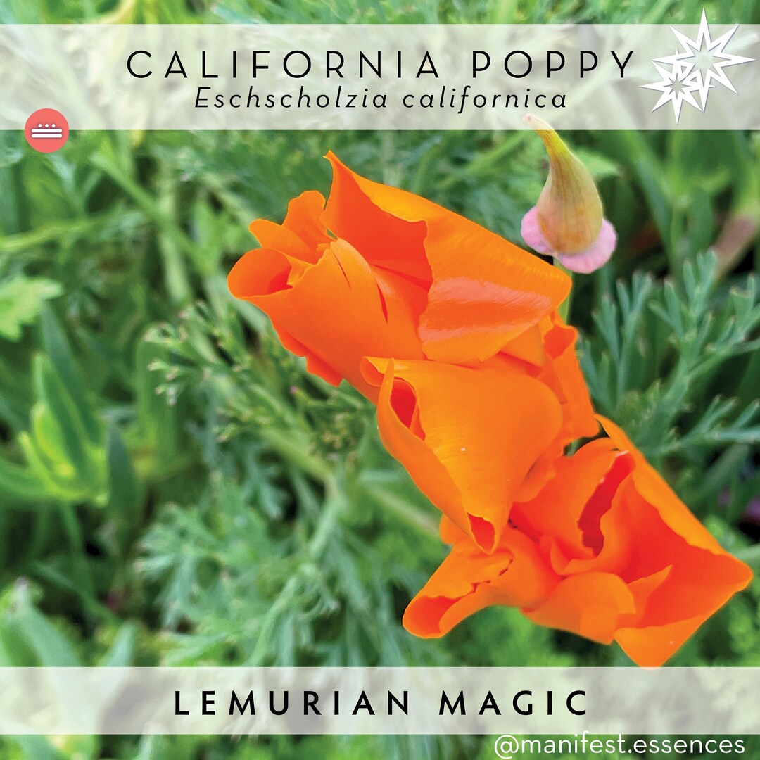 LEMURIAN MAGIC * California Poppy Flower Essence by Manifest*essences ...