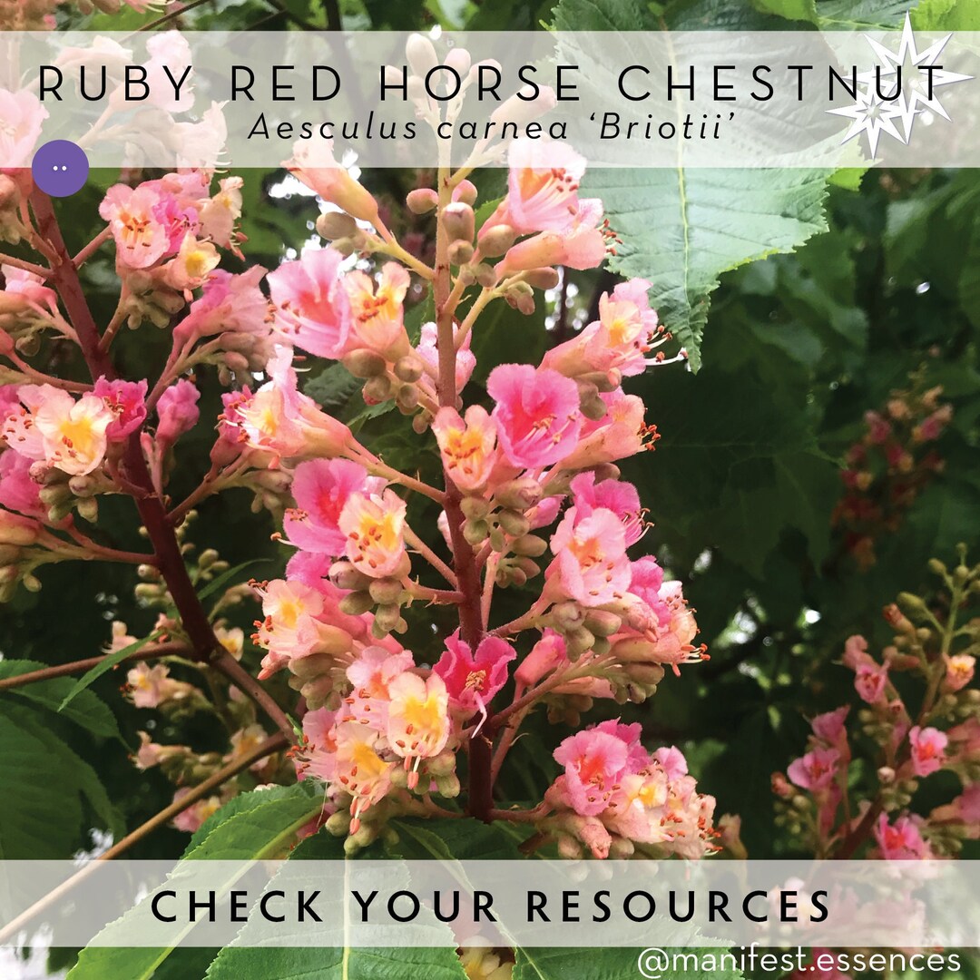 RESOURCEFUL * Ruby Red Horse Chestnut Flower Essence by Manifest ...