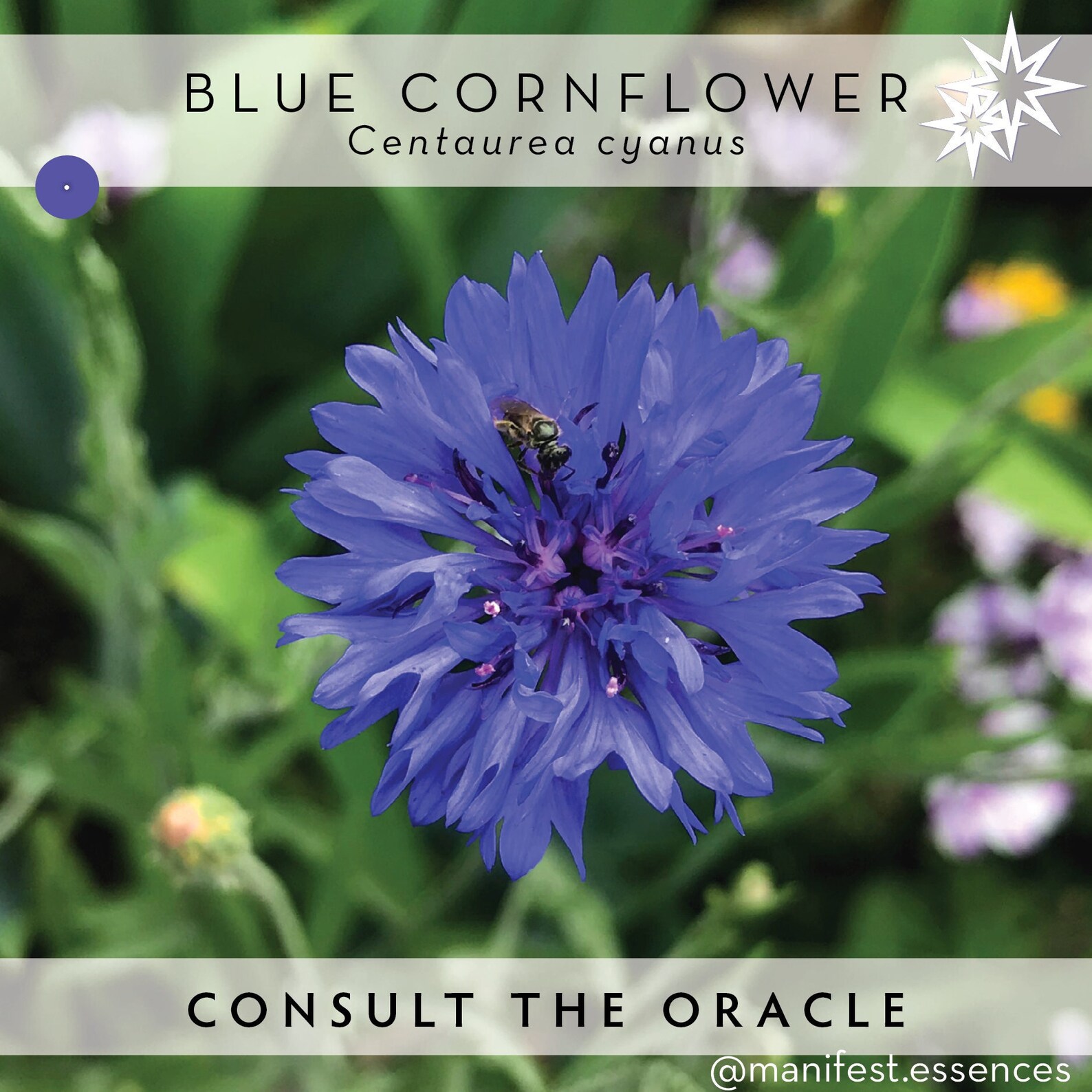 THE ORACLE * Blue Cornflower Flower Essence by Manifest*essences (aka ...