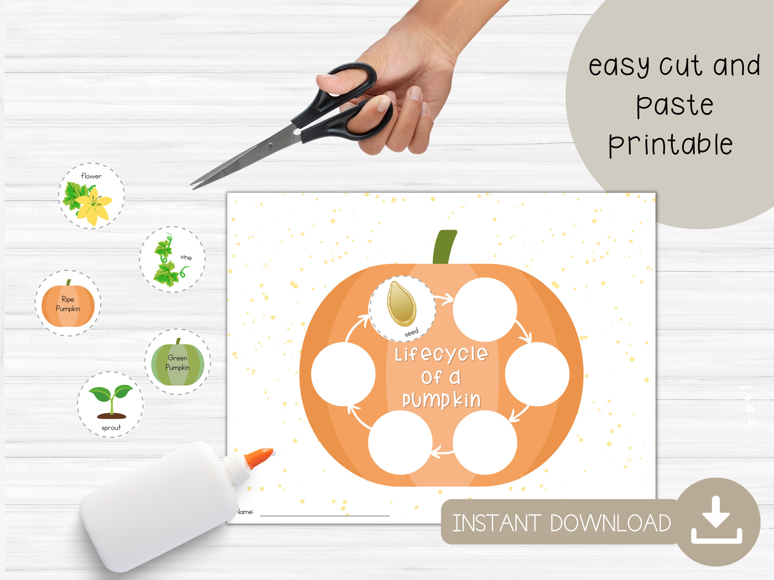 Life Cycle of a Pumpkin Easy Pumpkin Craft for Kids | Pumpkin Life ...