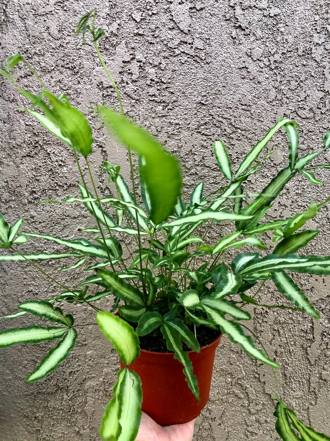 EXACT PLANT Rare Pteris Albo Silver Ribbon Fern 6 | Etsy