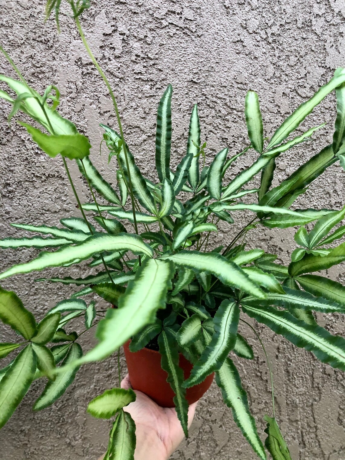 EXACT PLANT Rare Pteris Albo Silver Ribbon Fern 6 | Etsy