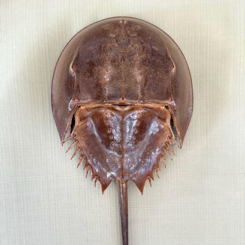 Taxidermy Crab - Etsy