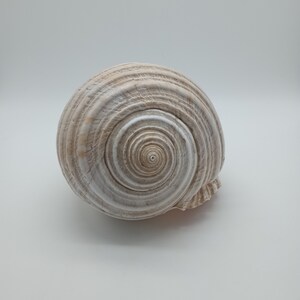 Large Sea Snail Shell/theshopsinuptown/dn-ba - Etsy