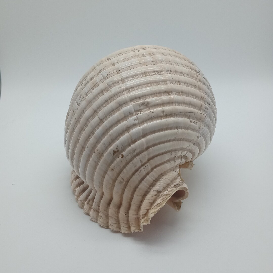 Large Sea Snail Shell/theshopsinuptown/dn-ba - Etsy