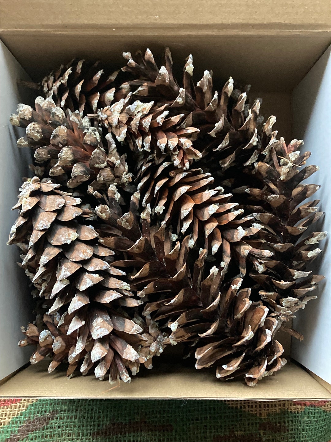 Pinecones All Natural White in White Boxes. Outdoor Accent/ Crafts ...