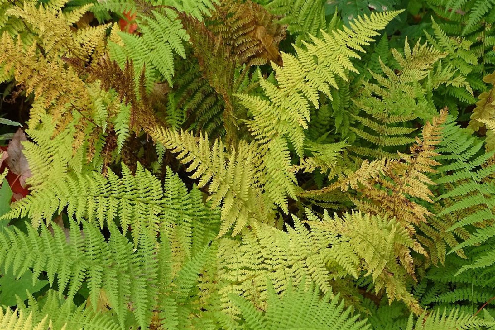 High End Green and Chartreuse Fern Pillow Covers Double Sided - Etsy