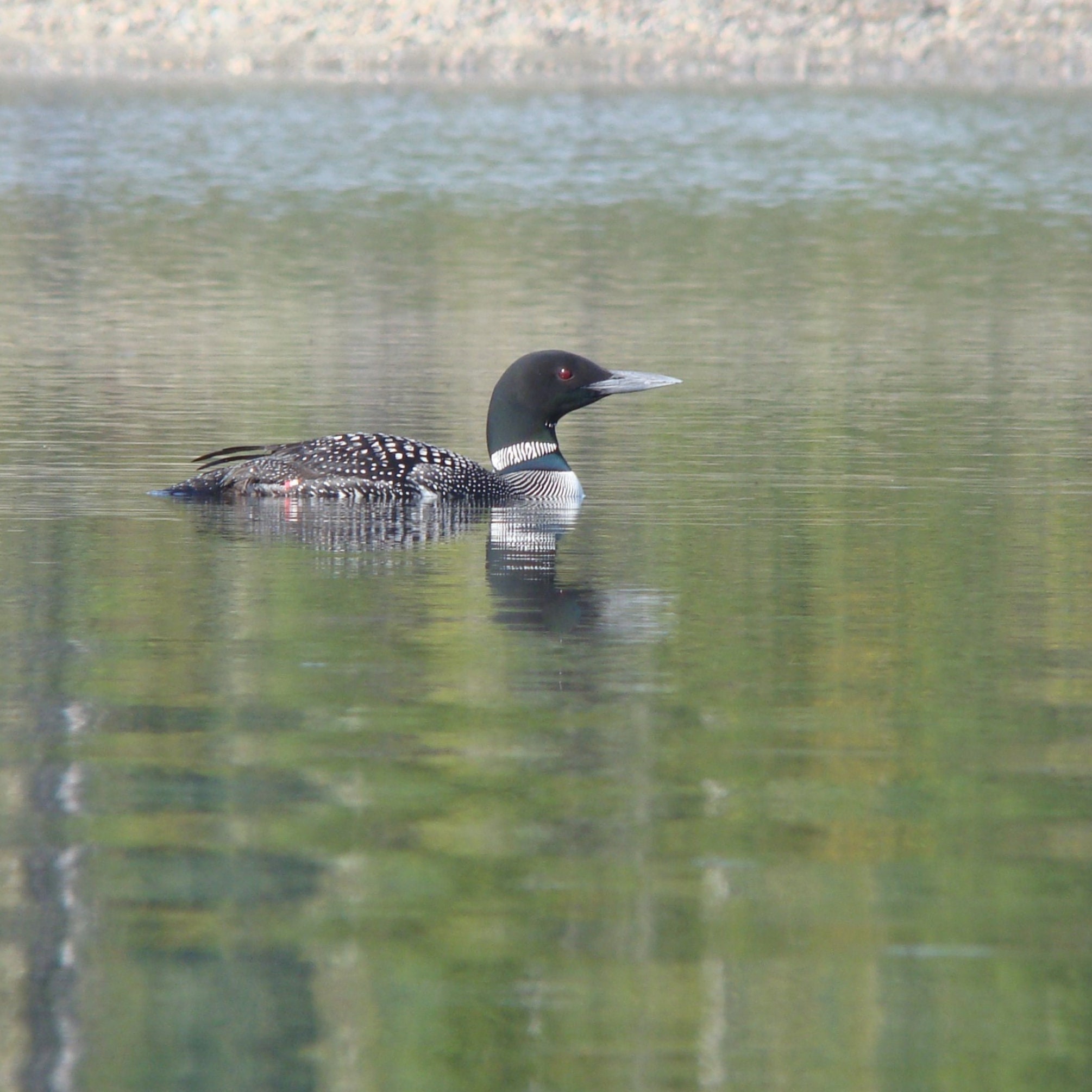 Sage Green Pillow Covers for Your Lake House Decor, Duck Pillows, Loon ...
