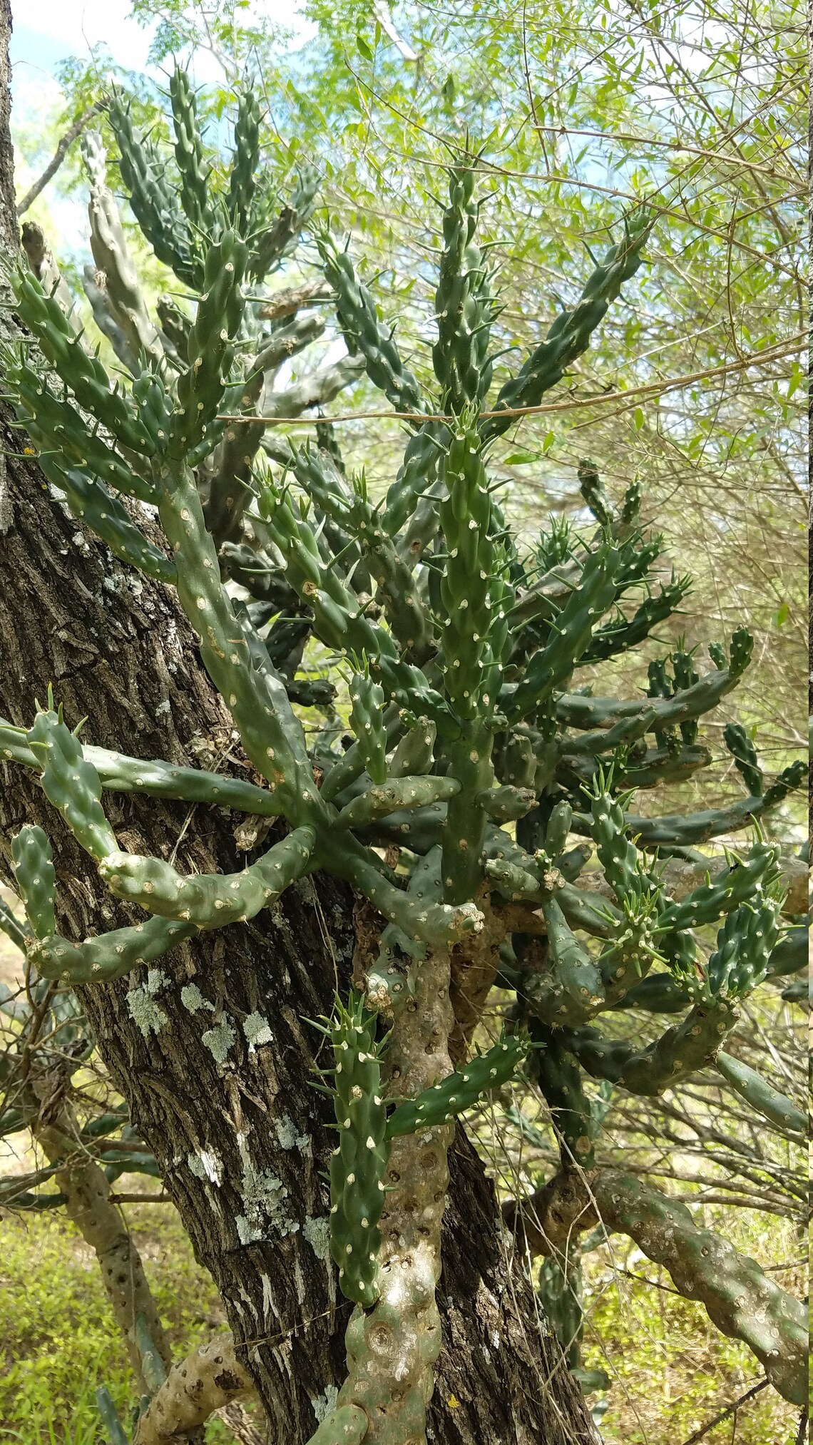 Tree Cholla Cylindropuntia Imbricata One Cutting - Etsy
