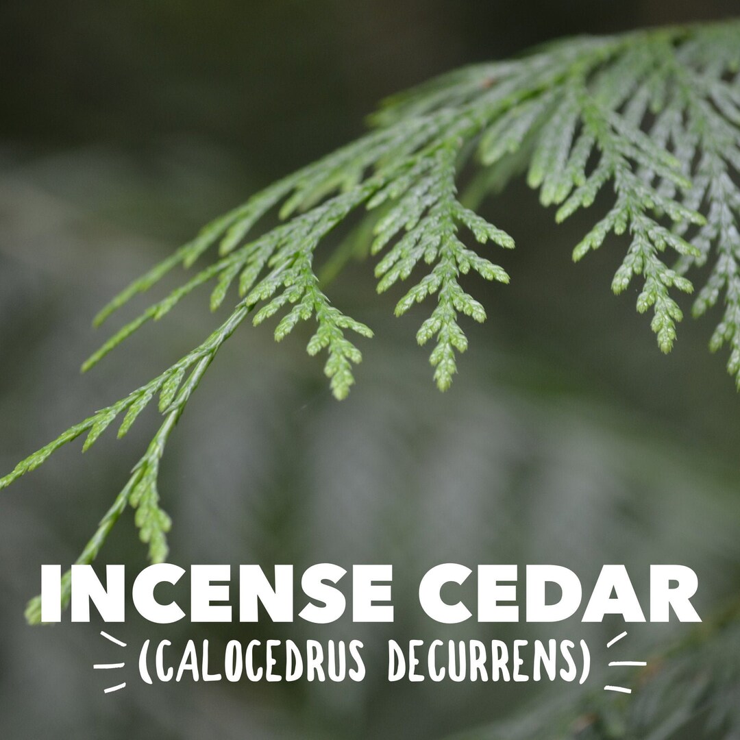 Incense Cedar Hydrosol Bulk - Cedar Water, Cedarwood, Plant-based ...