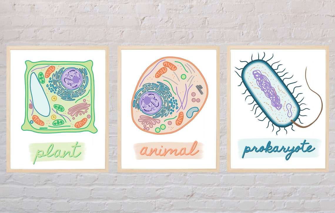 PRINTABLE Types of Cells Posters Cell Wall Art Biology | Etsy Australia
