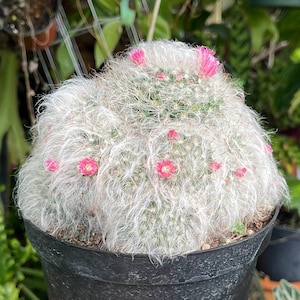 6” Mammillaria Bocasana Clumping Cactus Rare Succulent Live Cacti Plant ...