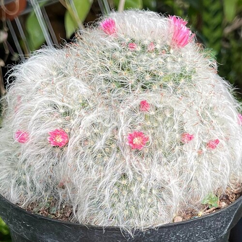 Mammillaria Spinosissima Un Pico Clumping Rare Cactus Live - Etsy