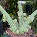 Mini Nopalea Cochenillifera cochineal Nopal Green Cactus Rare Succulent ...